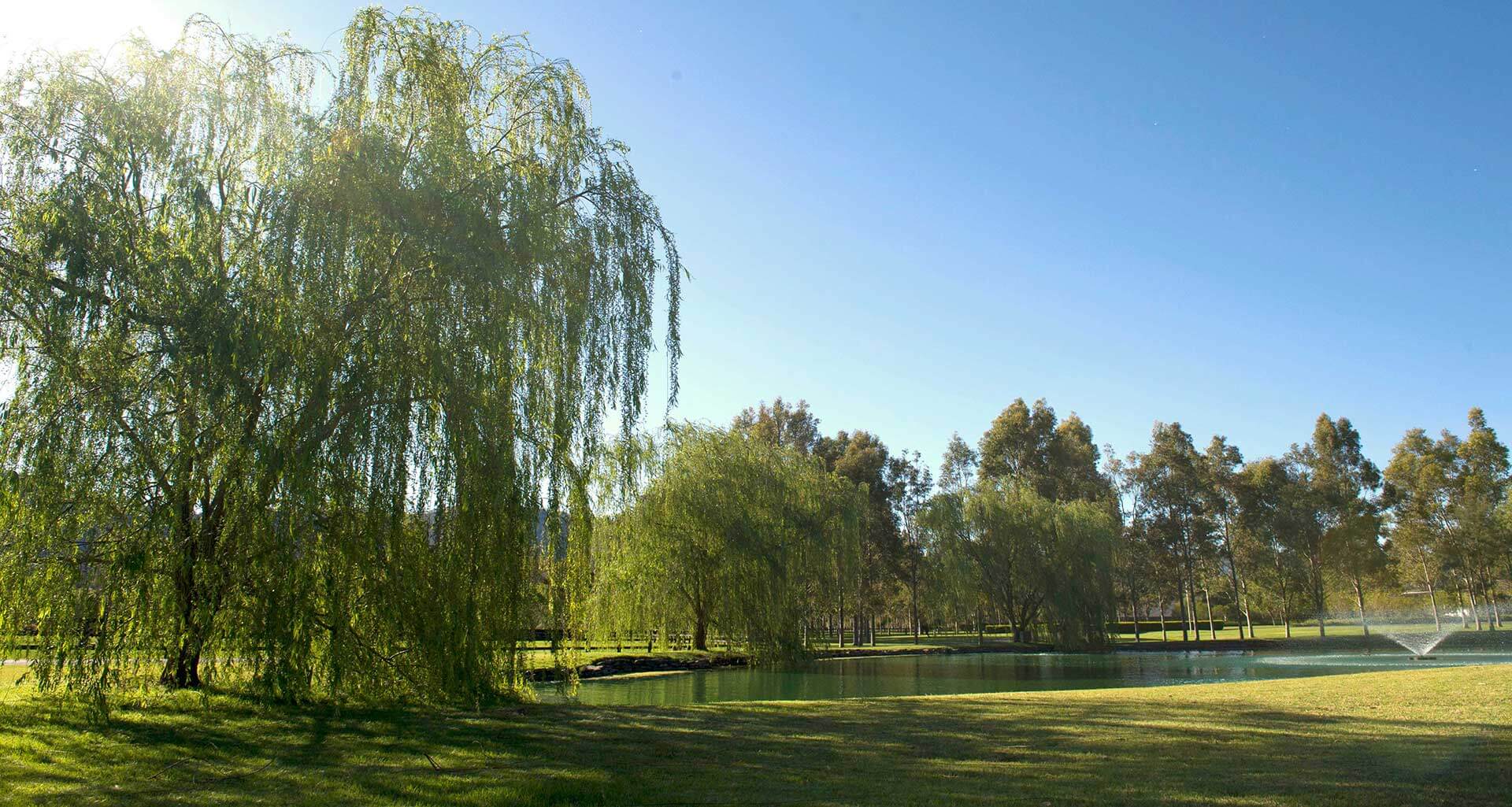 History - Arrowfield