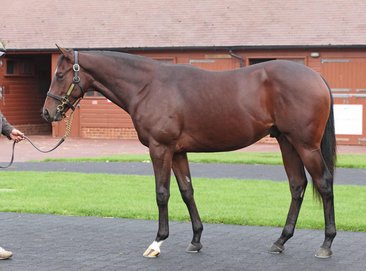 Shalaa heads European First Season Sires sales results - Arrowfield