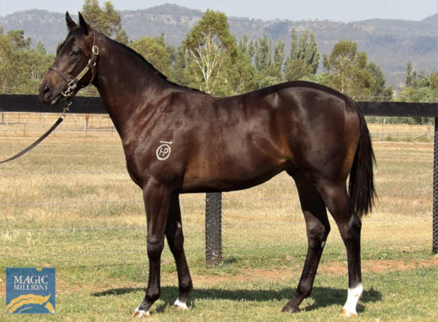 First runner, first Group winner for Shalaa - Arrowfield