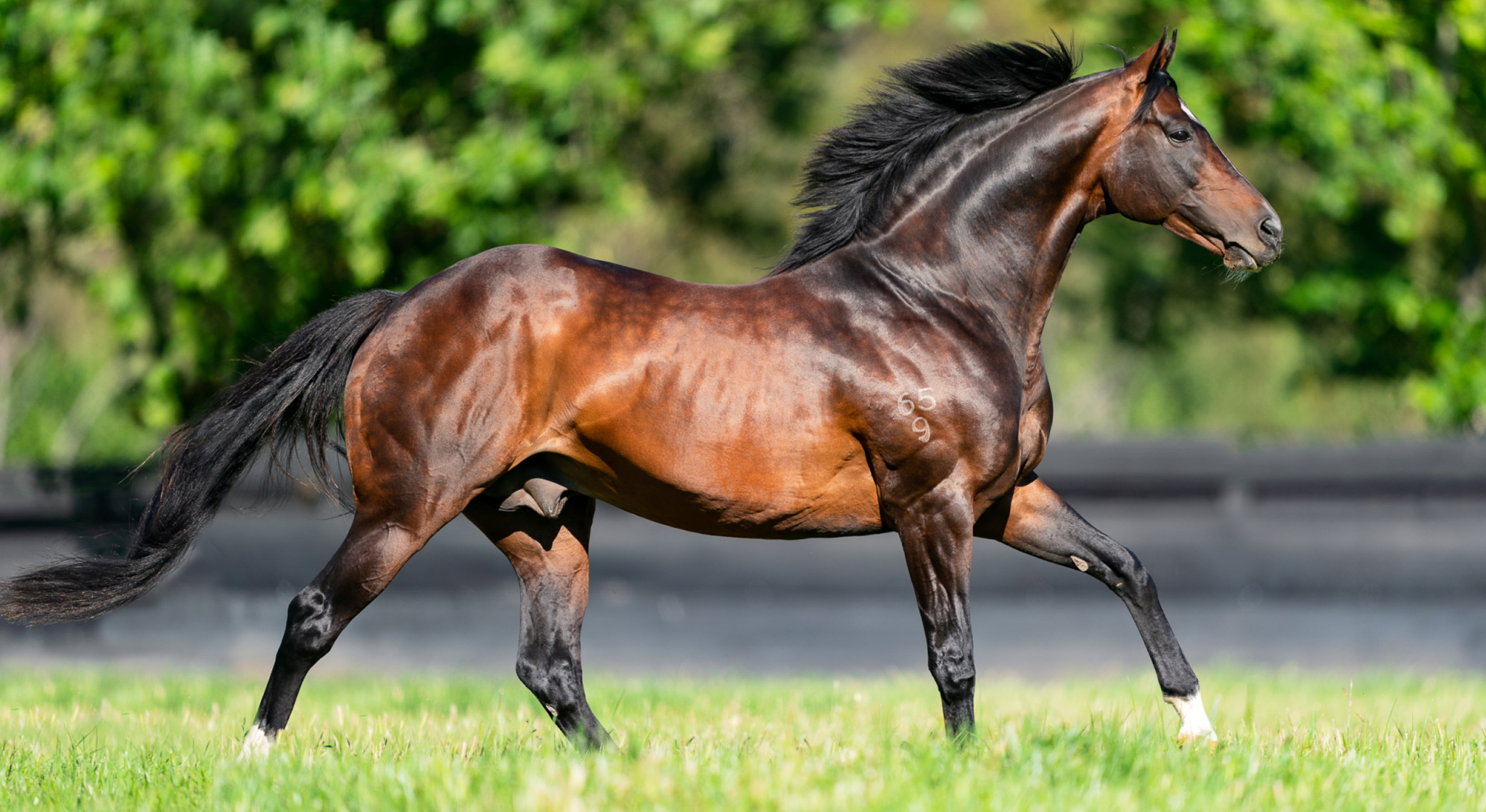 Dundeel - Arrowfield