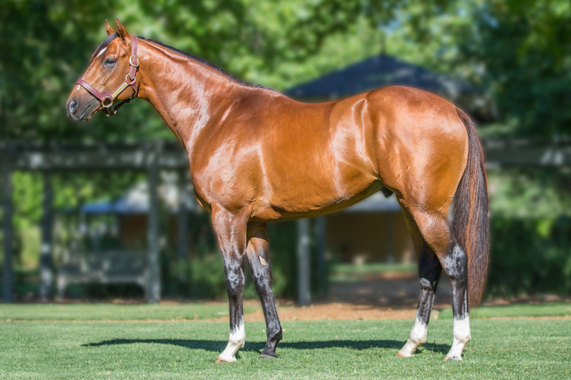Stallions - Arrowfield
