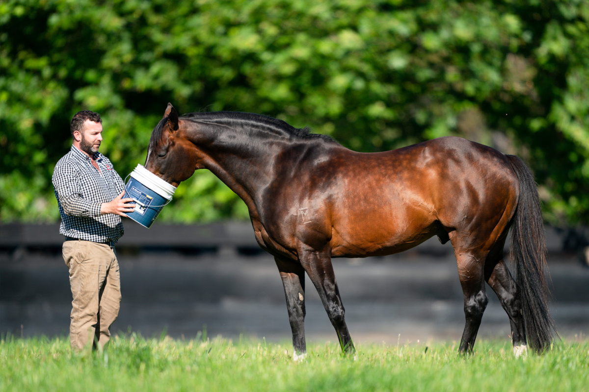 Dundeel - Arrowfield