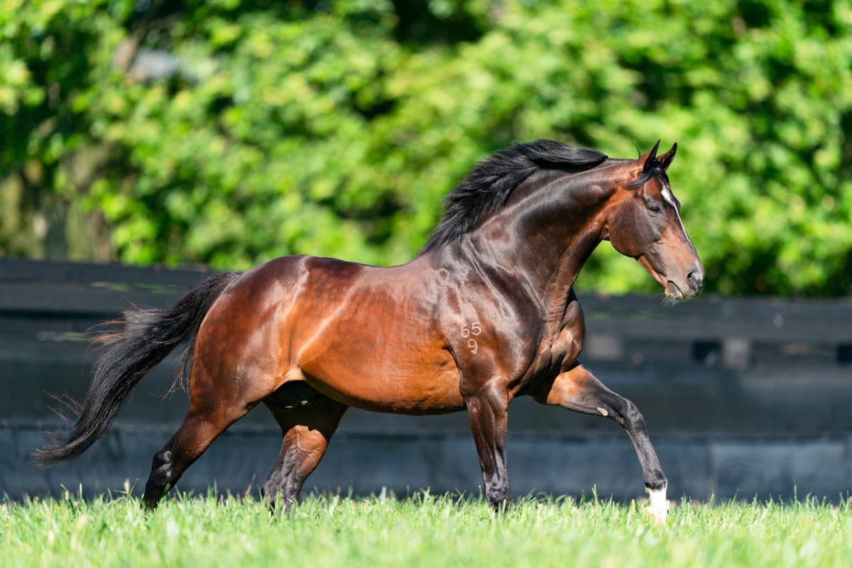 Dundeel - Arrowfield
