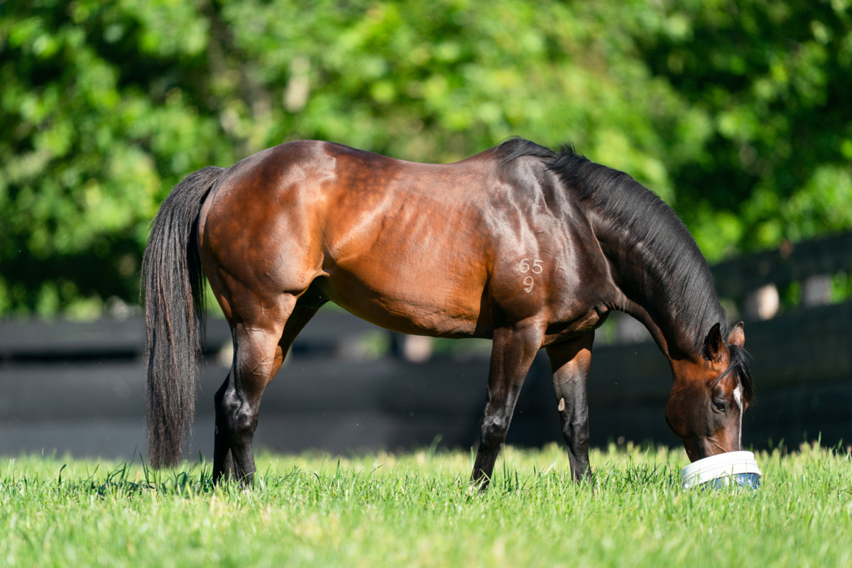 Dundeel - Arrowfield