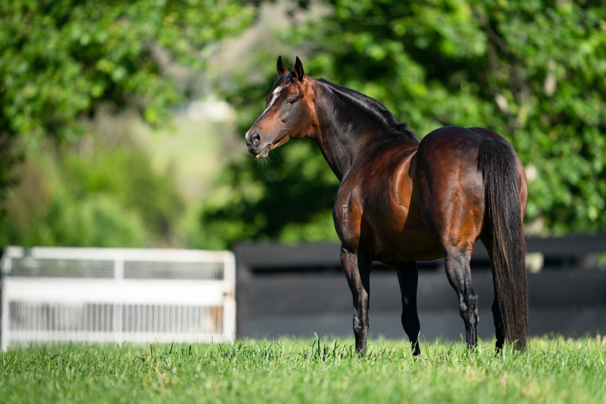 Dundeel - Arrowfield