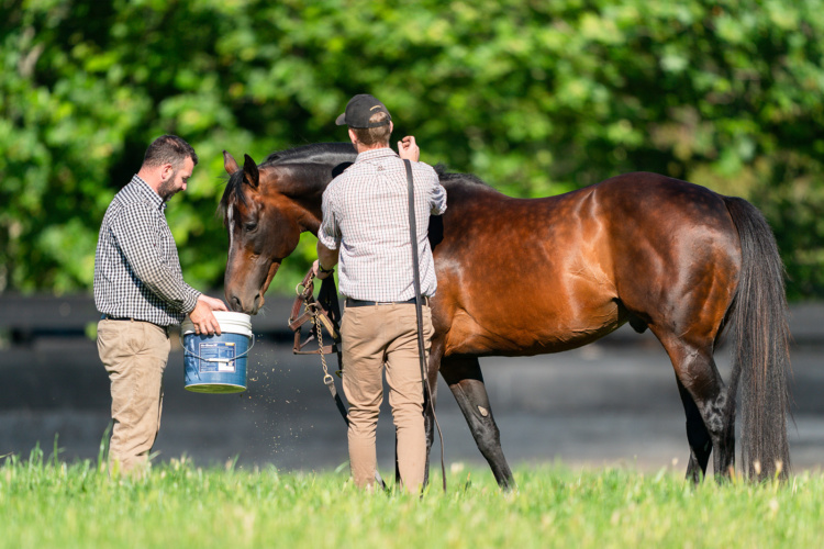 Dundeel - Arrowfield