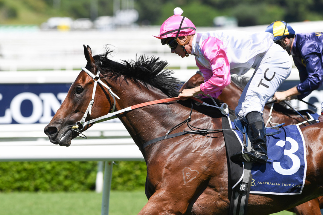 Dundeel - Arrowfield