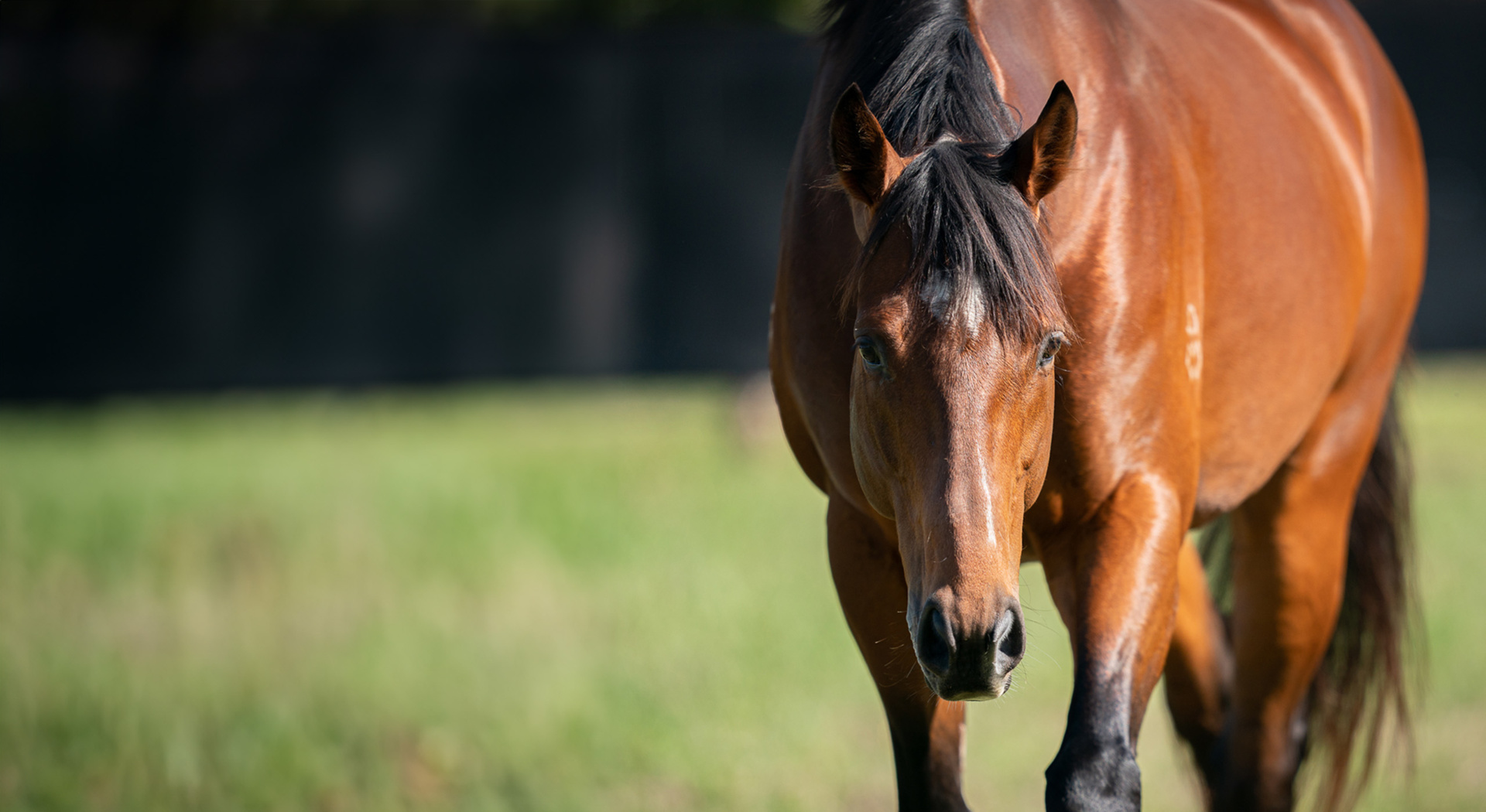 Stallions - Arrowfield