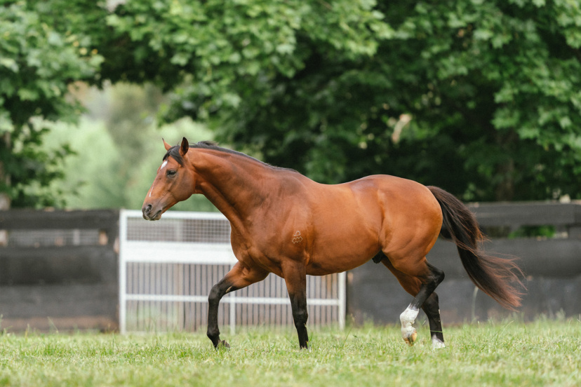 The Autumn Sun - Arrowfield
