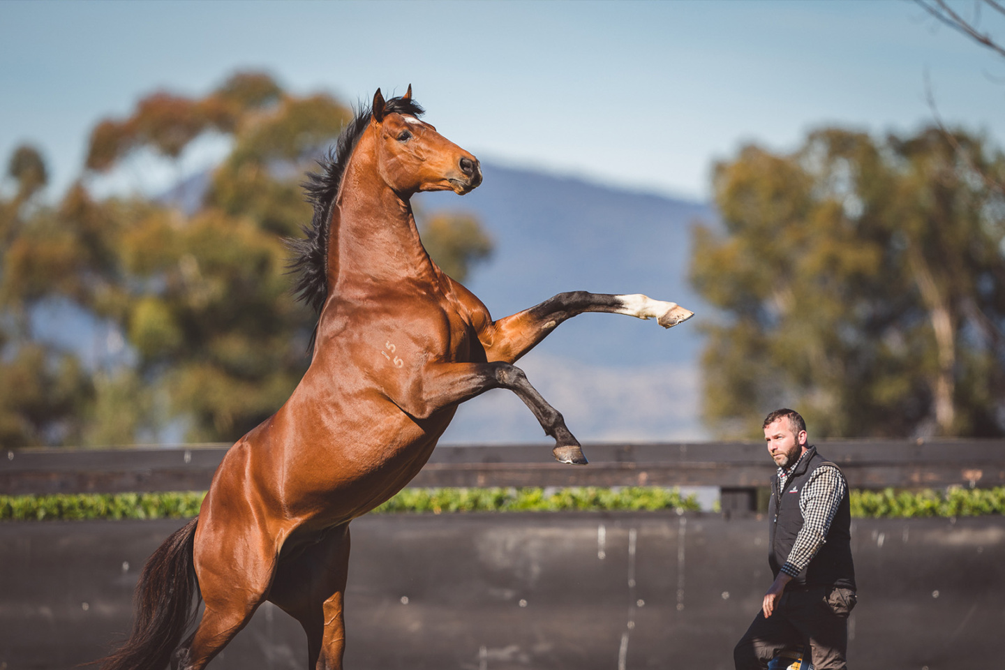 The Autumn Sun - Arrowfield