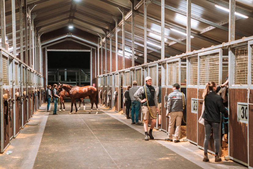 Employment Opportunities at Arrowfield Stud