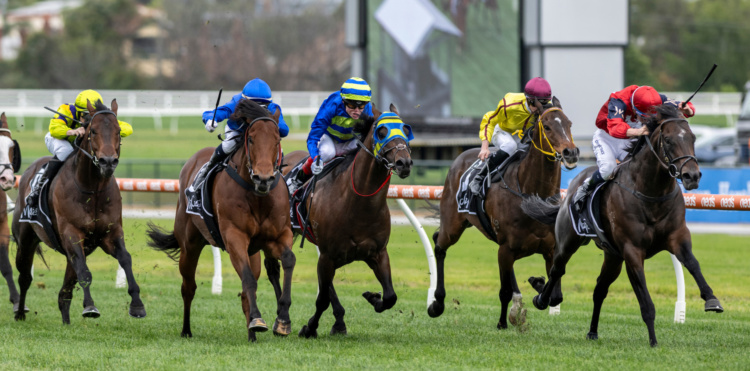 Doull makes 137 SW for Snitzel - Arrowfield