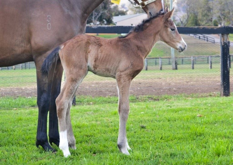 Dellingr shines at Equimillion - Arrowfield