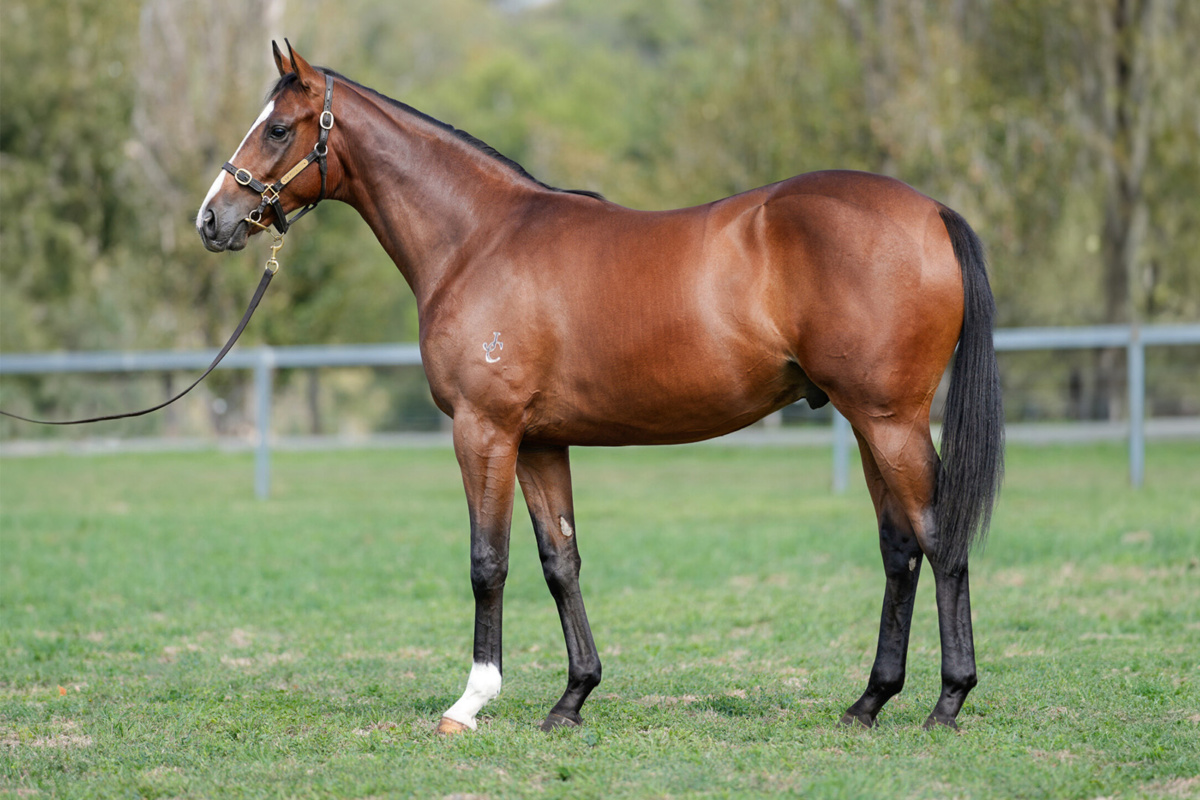 Admire Mars - Arrowfield