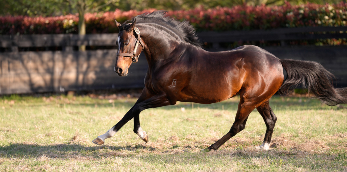 Dundeel - his best season yet - Arrowfield