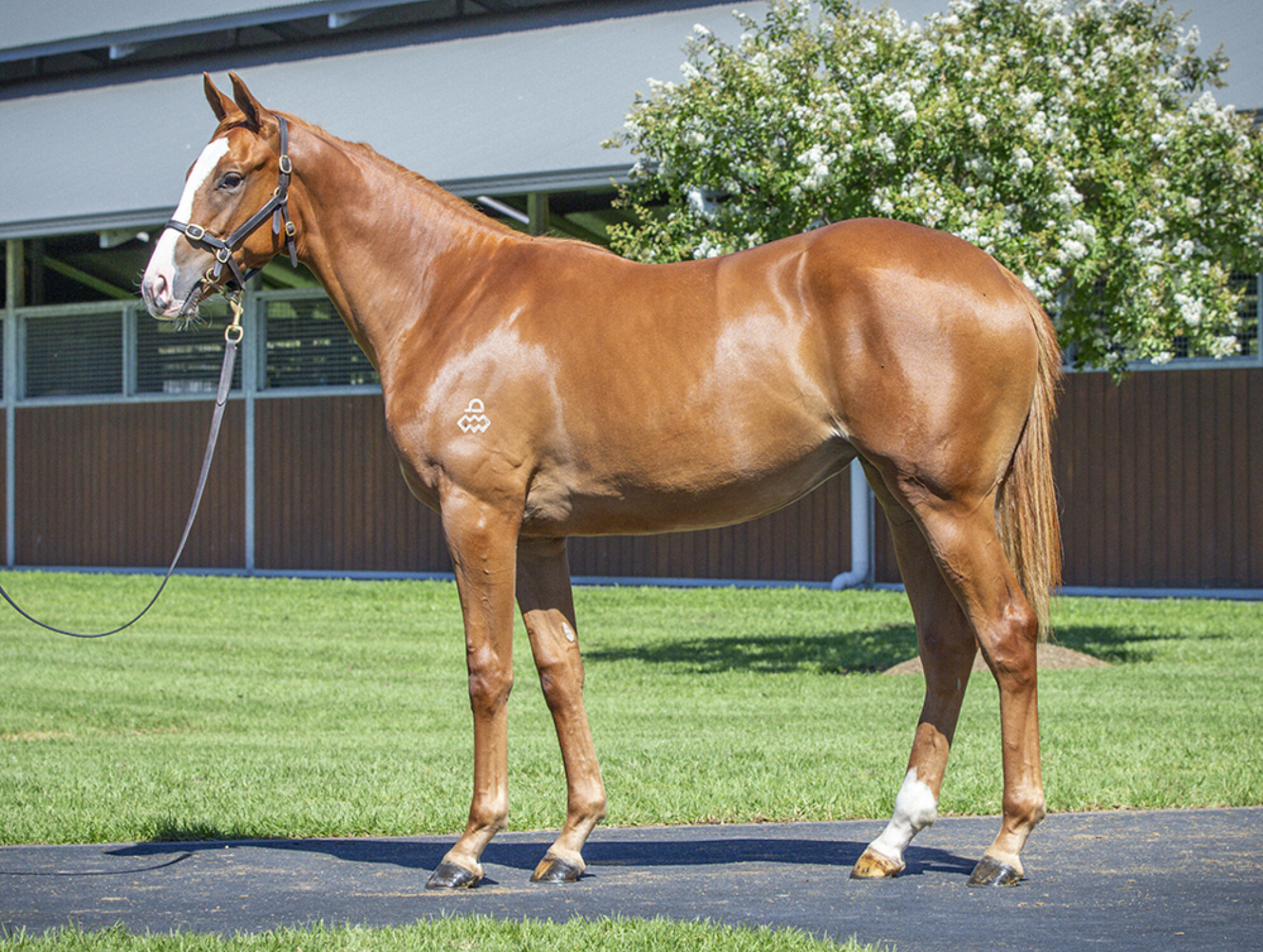 Admire Mars #1 on First Season Sires’ table - Arrowfield