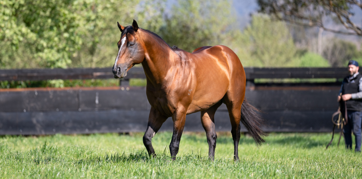 Snitzel ends the season with a flourish - Arrowfield
