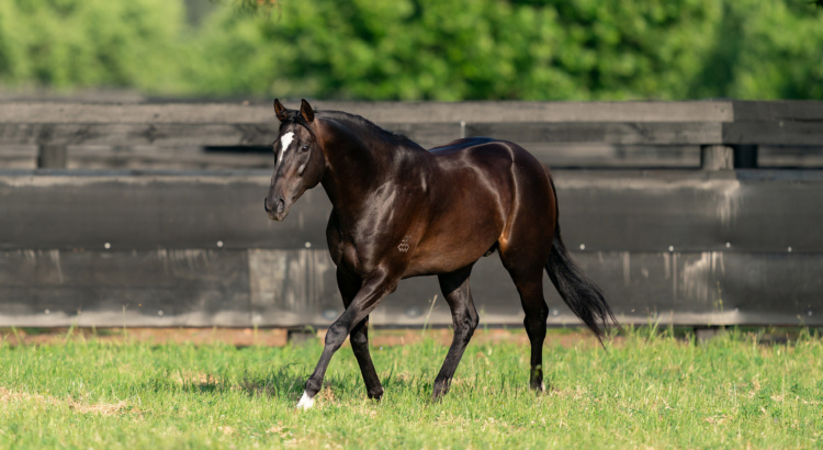 Hitotsu - Arrowfield