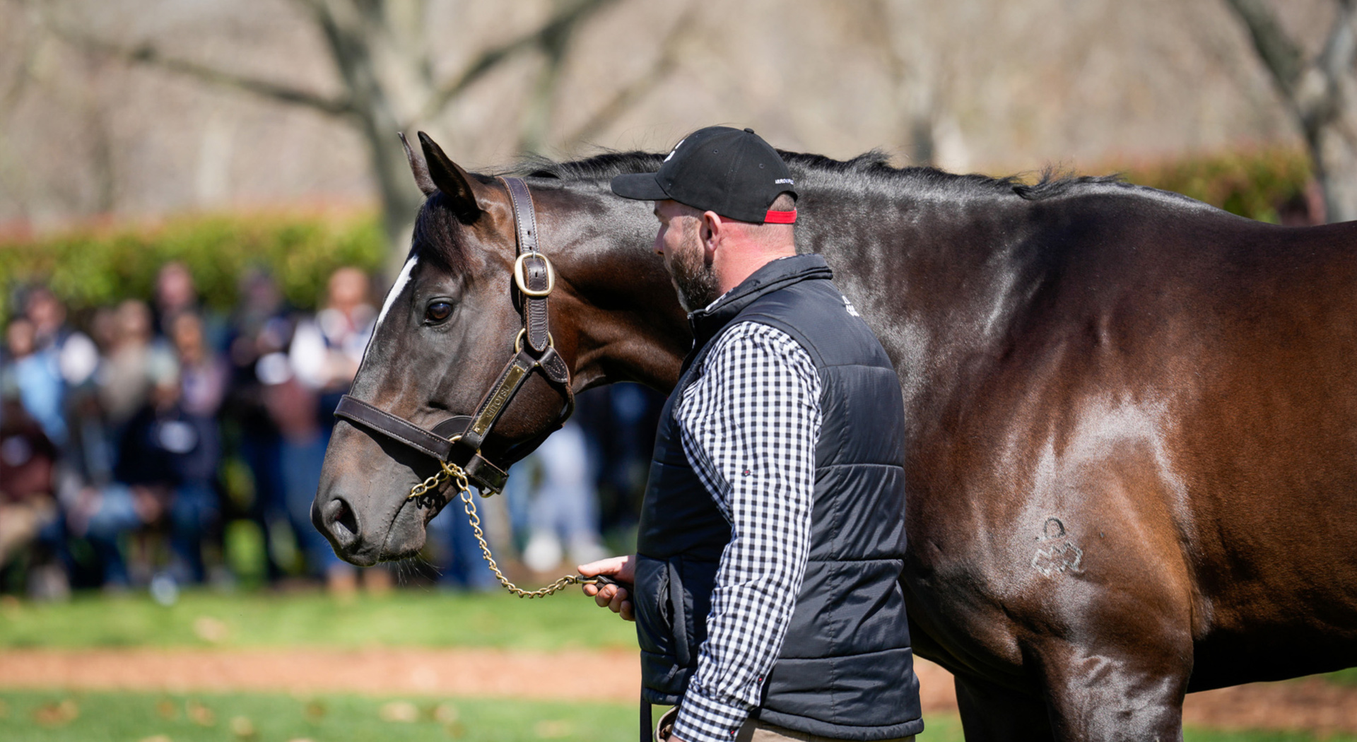 2025 Stallion Parade - Arrowfield