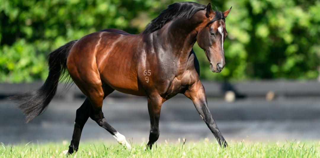 Dundeel - Looking Ahead - Arrowfield